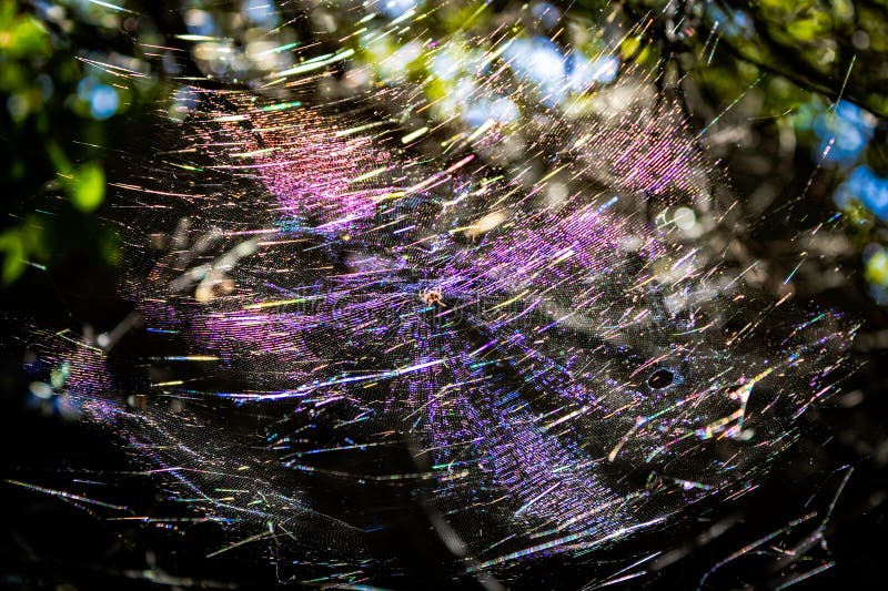 Spider Web with Psychedelic Coloring Due To the Incidence of Sunlight ...
