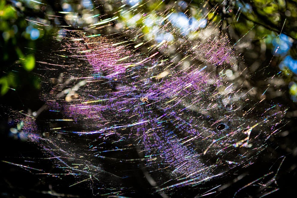 Spider Web with Psychedelic Coloring Due To the Incidence of Sunlight ...