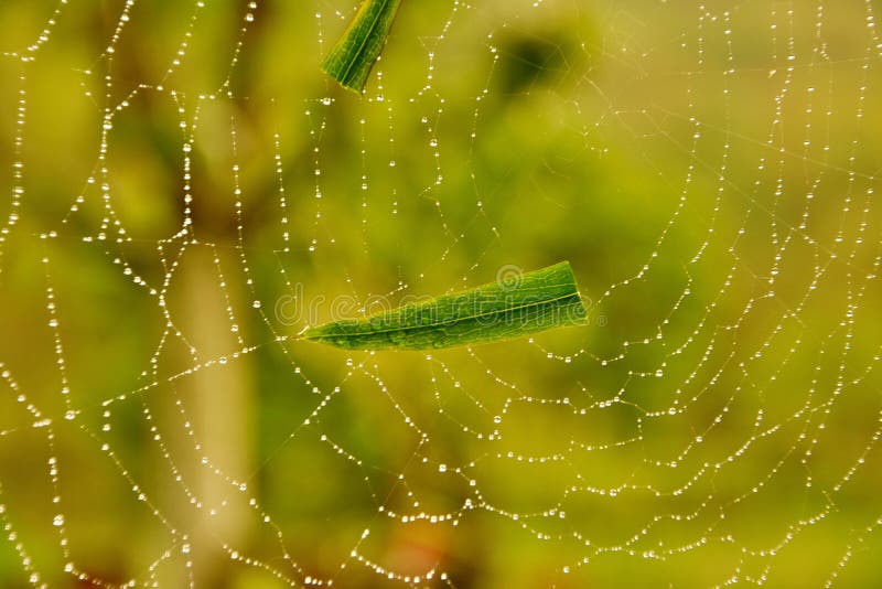 Spider Web stock photo. Image of matrix, green, plant - 40882952