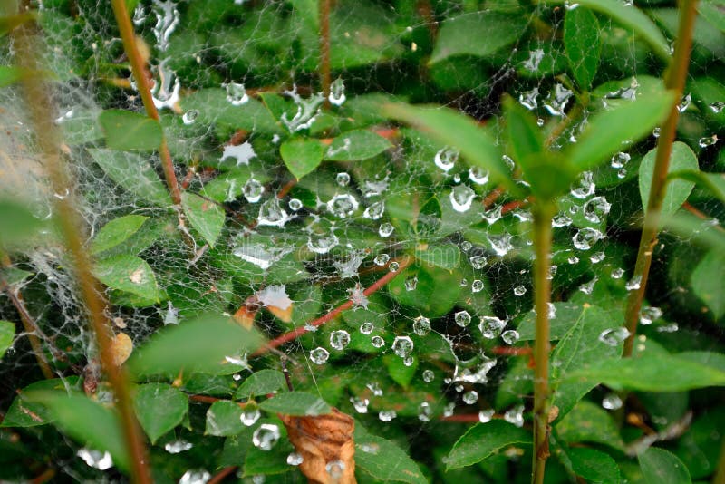 Spider Web with Rain Drops, Hachioji, Japan Stock Photo - Image of ...