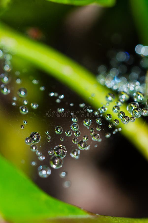 Spider web with raindrops stock photo. Image of spider - 43123550