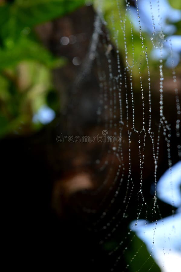 Spider web with raindrops stock image. Image of color - 184833969