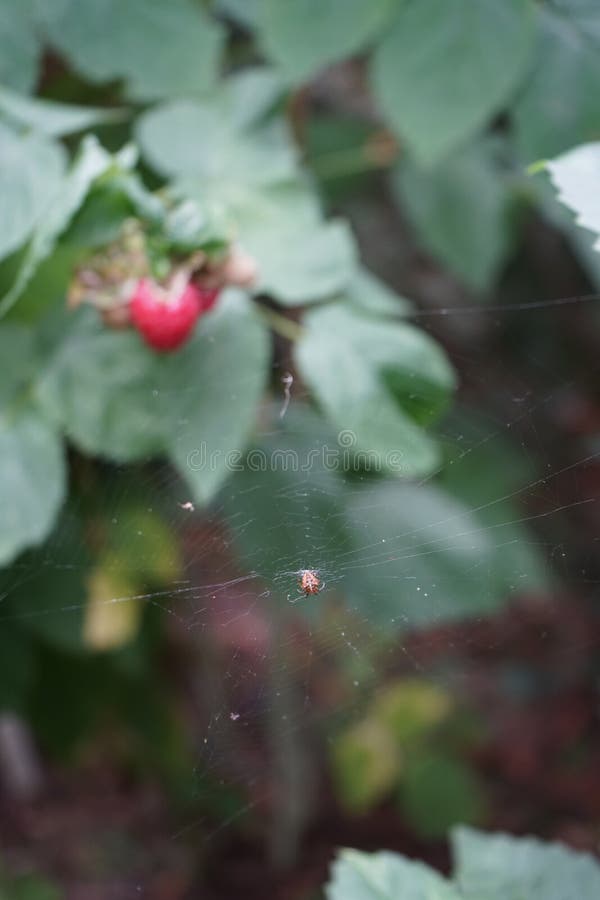 Spider on the Web on Raspberry Bushes in the Garden. Germany Stock ...
