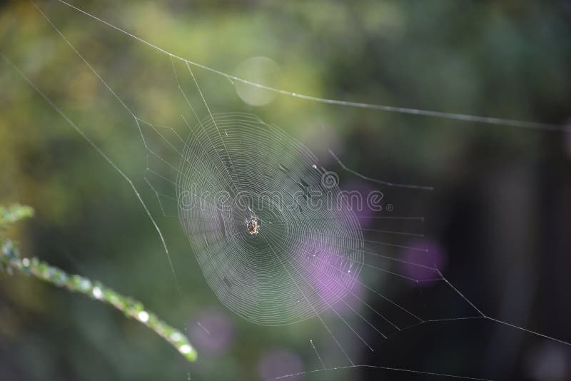 Spider in a Web Ready To Catch Insects with Detail of Cobweb in Morning ...