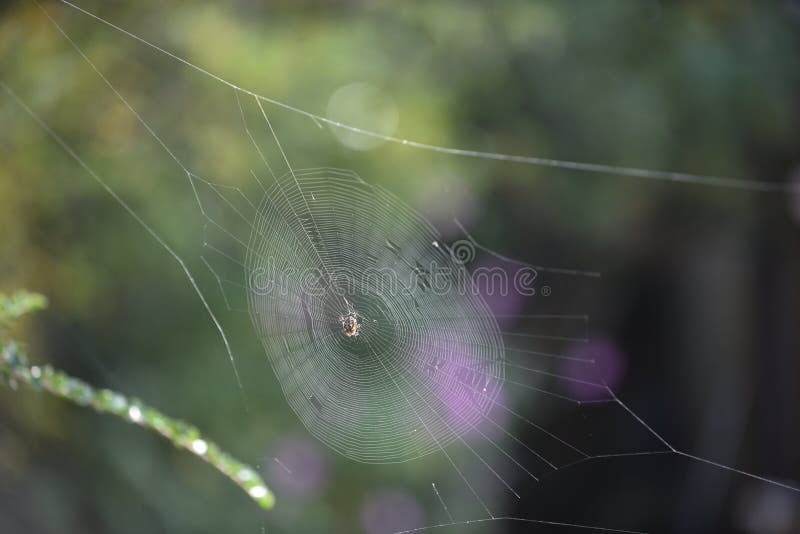 Spider in a Web Ready To Catch Insects with Detail of Cobweb in Morning ...