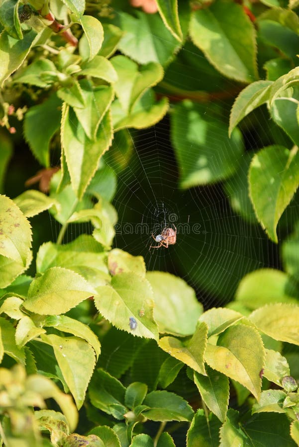 Spider in a Web Ready To Catch Insects with Detail of Cobweb in Morning ...