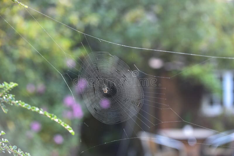 Spider in a Web Ready To Catch Insects with Detail of Cobweb in Morning ...