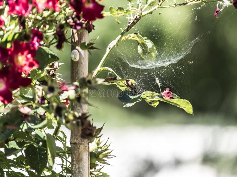Spider Web on a Red Flowers Plant Stock Photo - Image of growth, macro ...