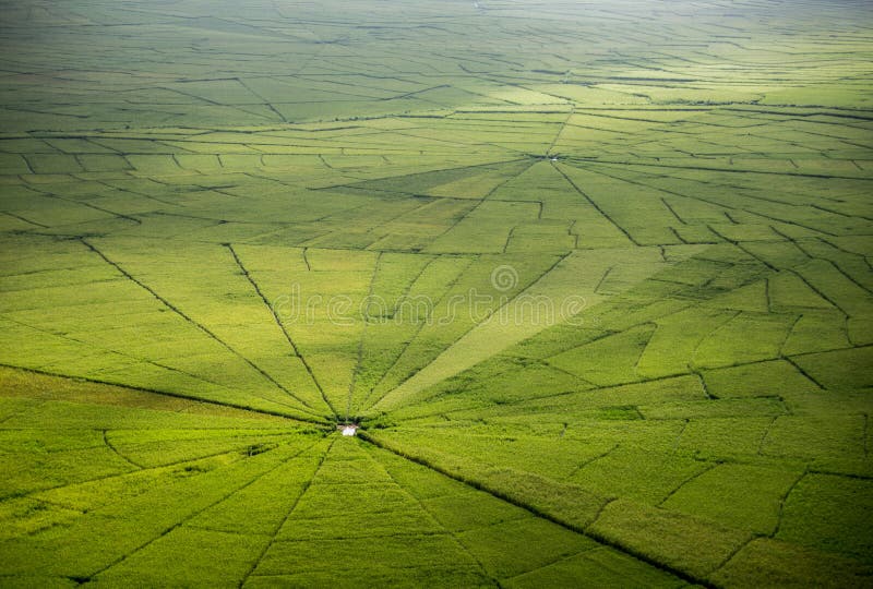 Spider Web Rice Field in Ruteng. Stock Photo - Image of famous ...