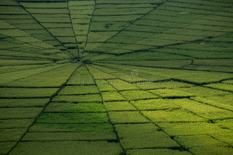 Spider Web Rice Field in Ruteng. Stock Photo - Image of indochina ...