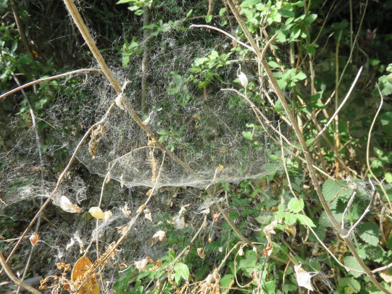 Strong Spiders Web Stock Photos - Free & Royalty-Free Stock Photos from ...