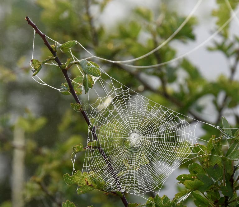 Spider web stock photo. Image of spider, mesh, morning - 95731890