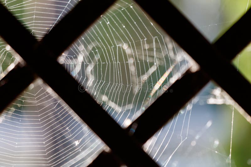Spider web on a window stock image. Image of untidy - 227894629