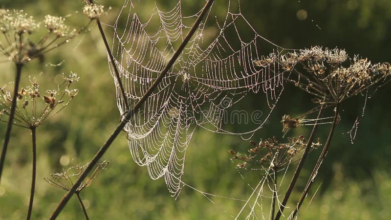 Spider Web Shaking on Wind in Forest Stock Footage - Video of close ...