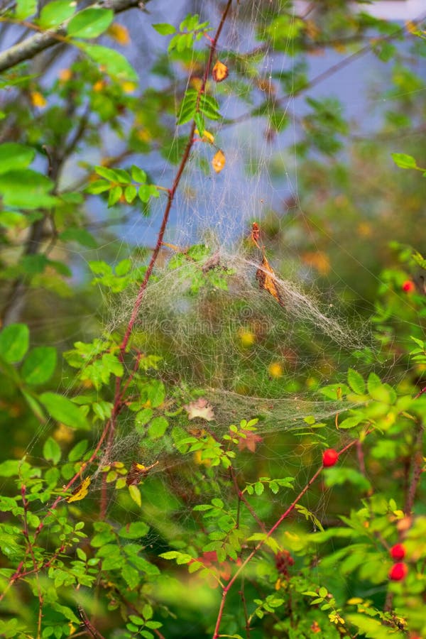 Spider Web Shines with Dew on Fall Morning Stock Photo - Image of ...