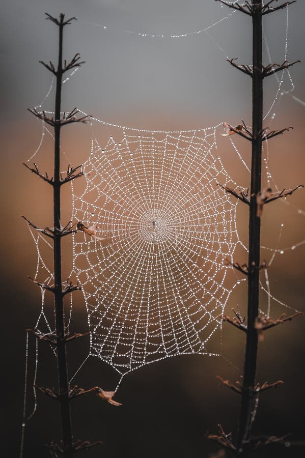 151 Diamond Spider Web Stock Photos - Free & Royalty-Free Stock Photos ...