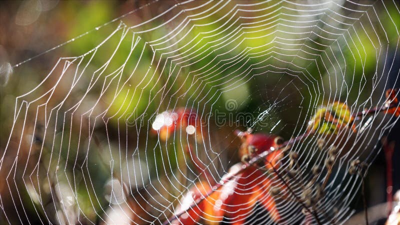 Spider web stock image. Image of insects, autumn, halloween - 77685651
