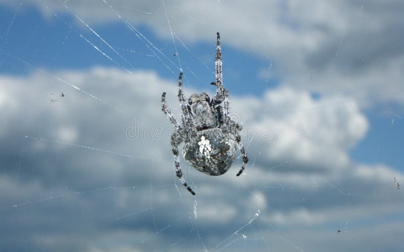 Spider on a Web the Sky and Clouds Stock Image - Image of biology ...