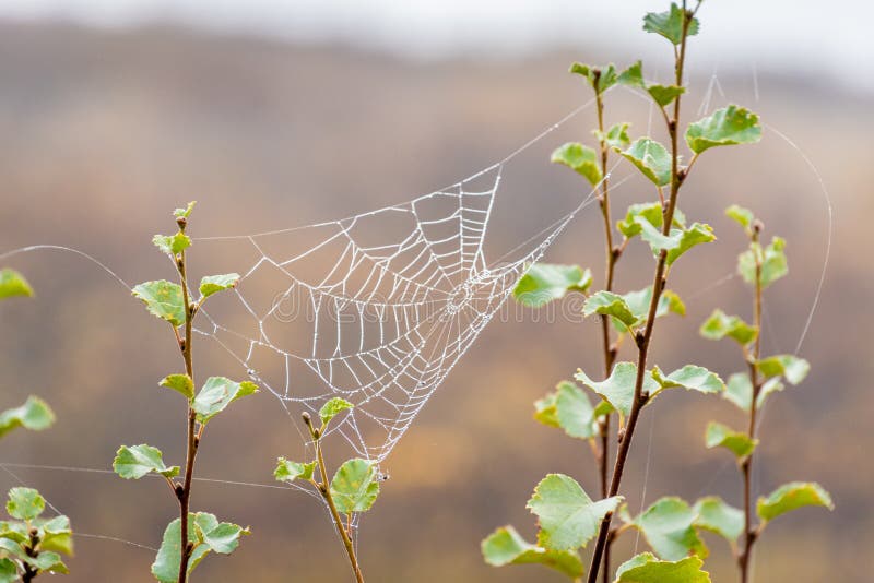 Spider Web between Small Branches Covered in Small Water Droplets ...