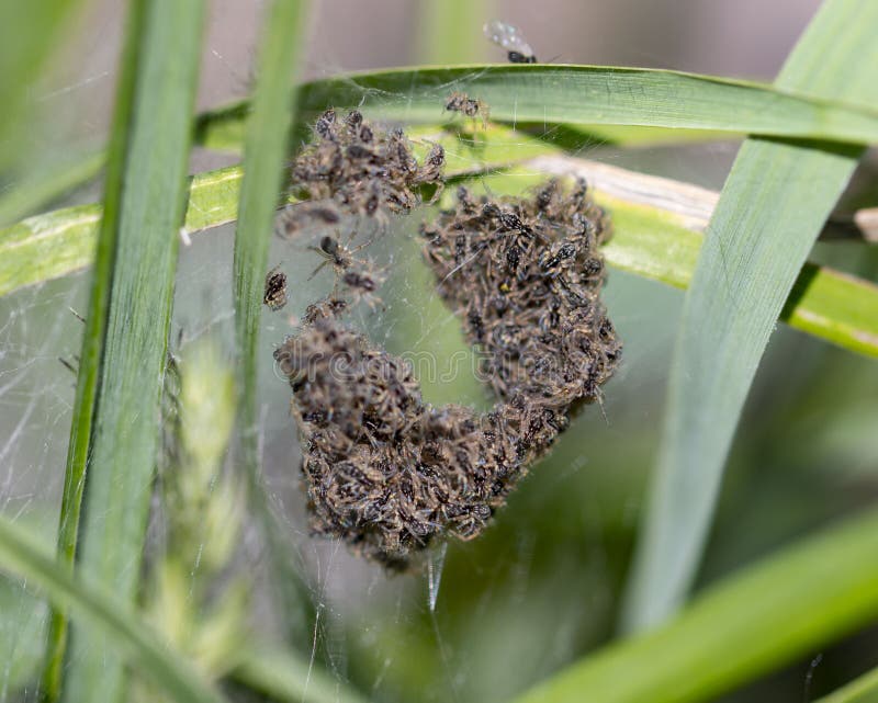Spider Web with Small Spiders on the Grass Stock Image - Image of ...