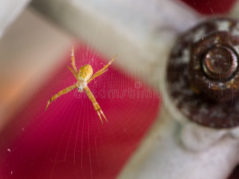 Spider Web in Small Wind Mill Stock Photo - Image of close, outdoor ...