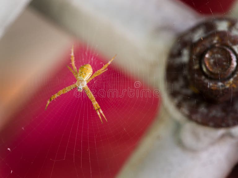 Spider Web in Small Wind Mill Stock Photo - Image of close, outdoor ...