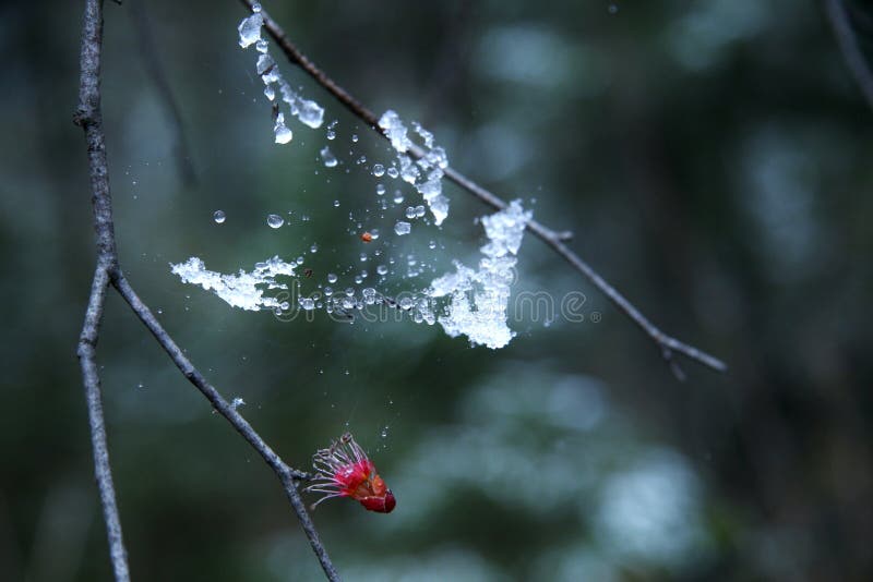 Spider Web Snow Mystical Forest Evergreen Blooming Nature Purity Stock ...