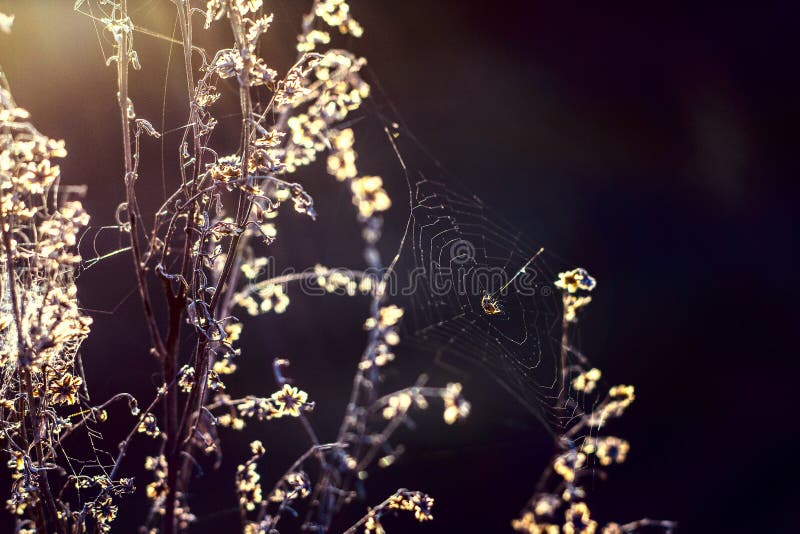 Spider in the web of solar stock image. Image of patience - 54149883