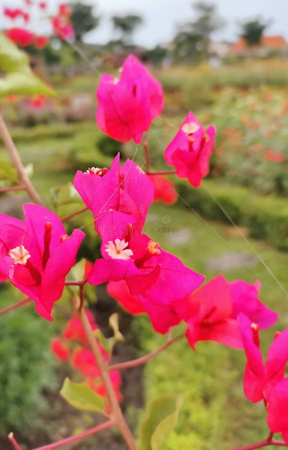 Spider Web Sparkle on Pink Bougainvillea Flower Stock Photo - Image of ...