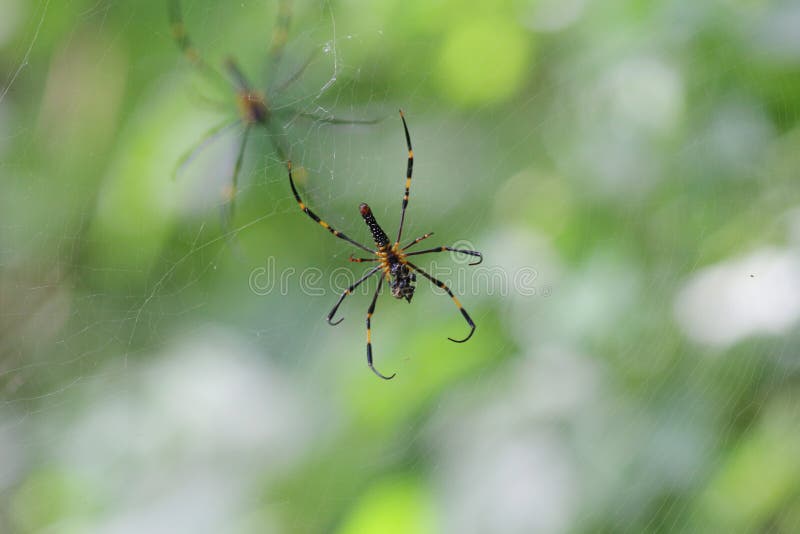 Spider Web with a Spider Lit by Sunlight Stock Image - Image of ...