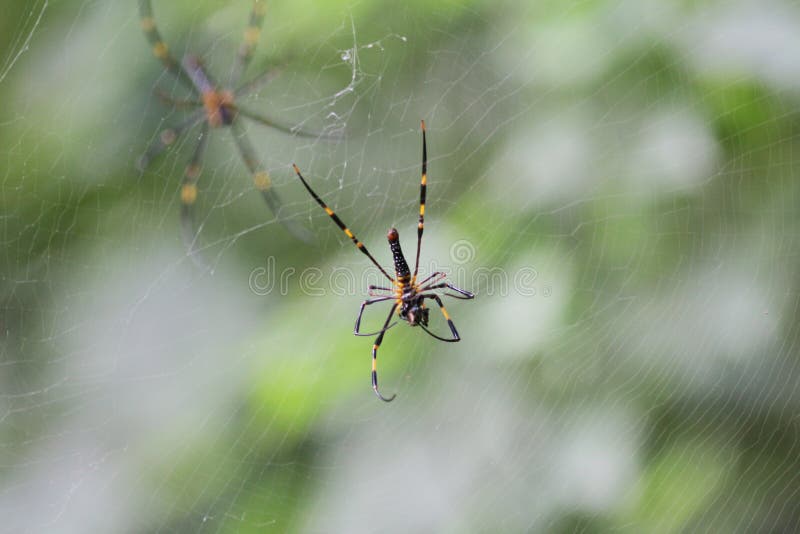 Spider Web with a Spider Lit by Sunlight Stock Image - Image of ...