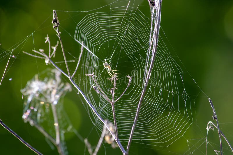 Spider web and spider stock illustration. Illustration of grass - 341058366