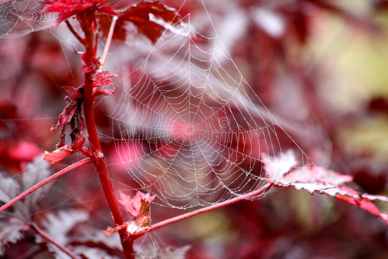 Spider Web stock image. Image of leaves, garden, autumn - 101900921