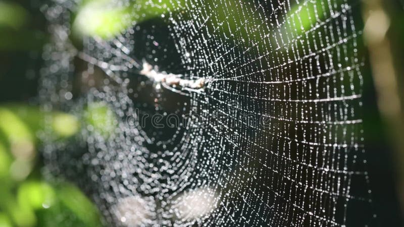 Spider on a Web. Spider on a Web with Dew Drops in the Morning. Slow Motion Video Stock Footage ...