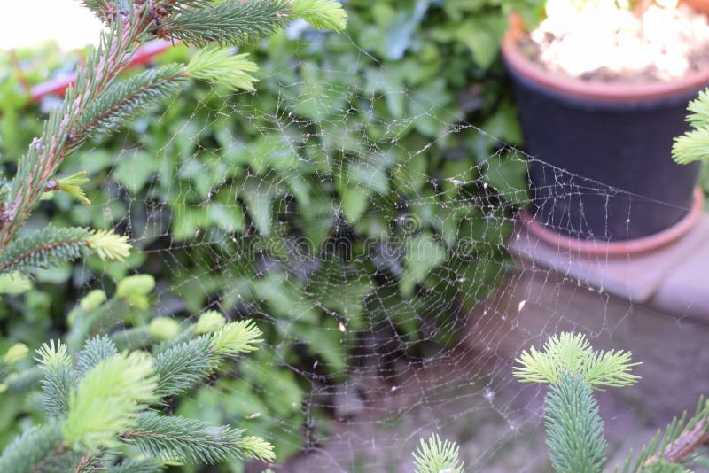 Spider web stock image. Image of plant, flower, produce - 219381291