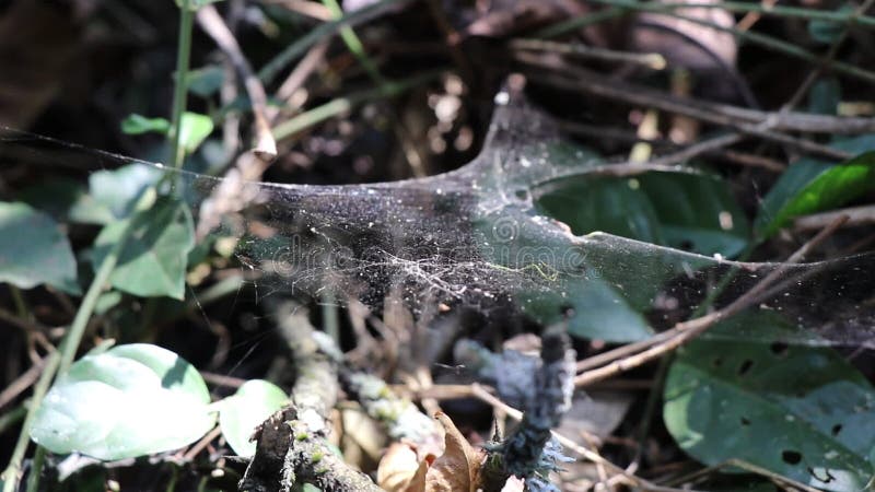 Spider Web without Spider. Web Floating with Movements of Air Made by ...