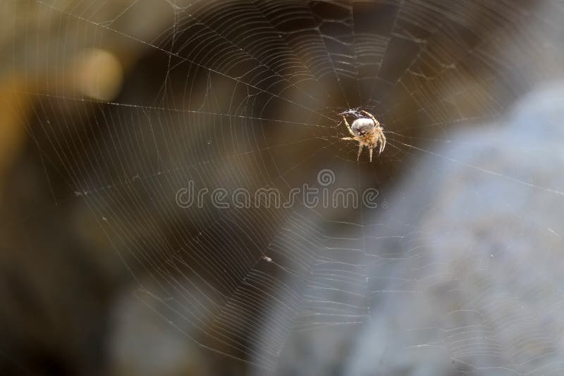 Spider web stock photo. Image of wild, simetric, insect - 84117442