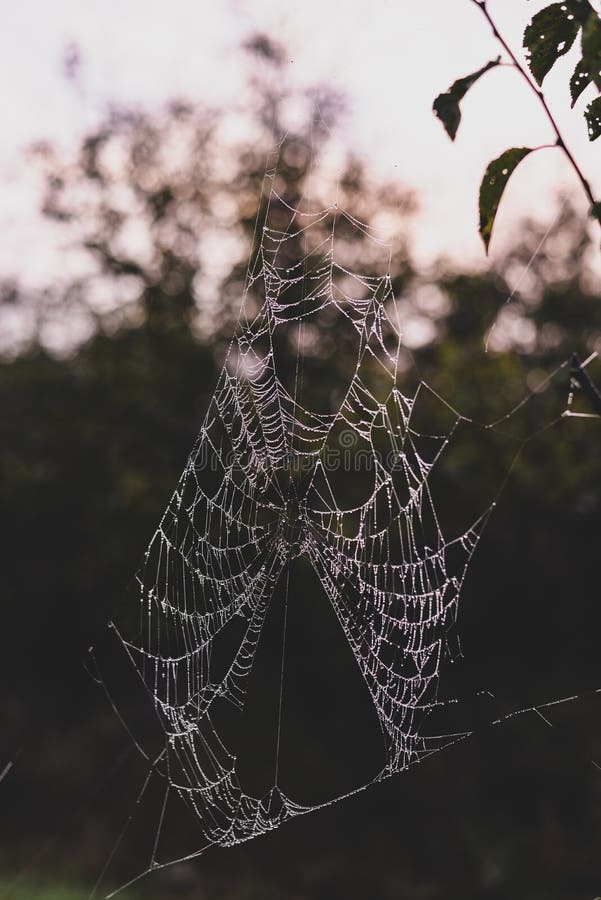 Spider Web Spider Web on Tree Branches Adorned with Drops of Water in ...