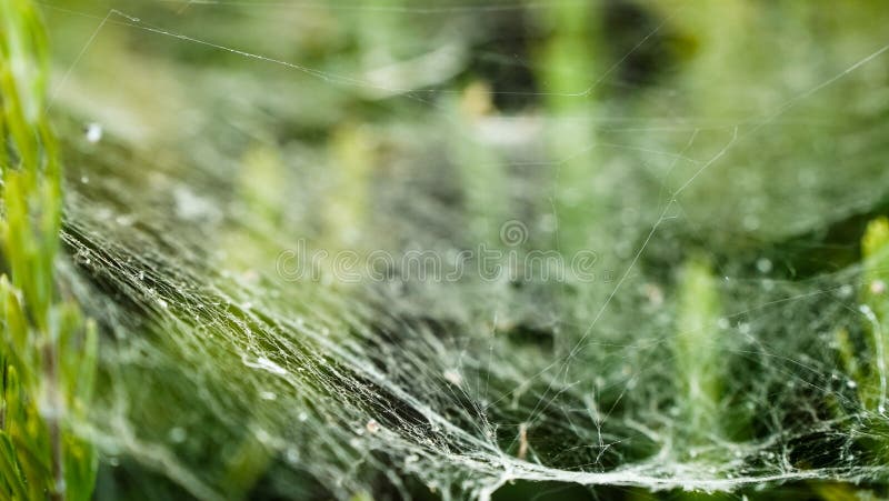 Spider Web. Spider Web Woven on a Hedge. Stock Photo - Image of creepy ...