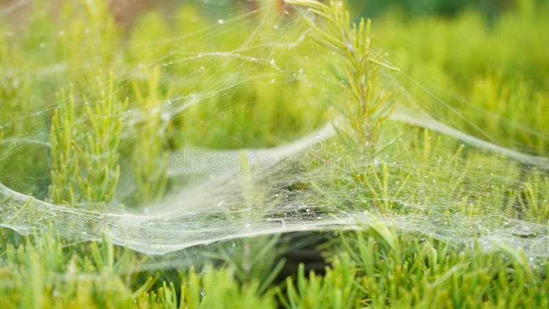 Spider Web. Spider Web Woven on a Hedge. Stock Photo - Image of jagged ...