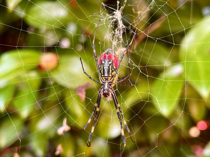 Spider in the web stock image. Image of fear, network - 302161799