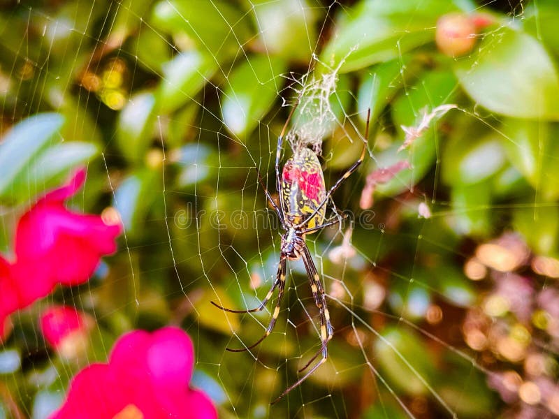 Spider in the web stock photo. Image of plant, black - 302161802