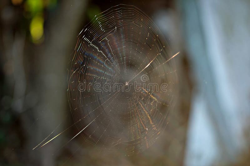 Spider web stock image. Image of moisture, invertebrate - 364102719