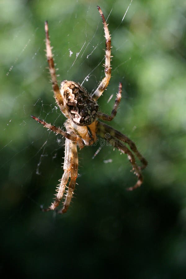 Spider in the web stock photo. Image of horror, design - 113509072