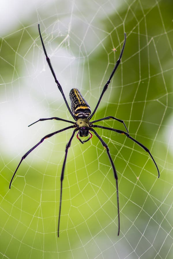 Spider web stock photo. Image of thorax, copy, closeup - 32805282