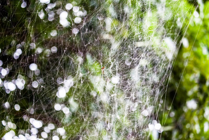 Spider web stock image. Image of connection, mesh, meadow - 79407767