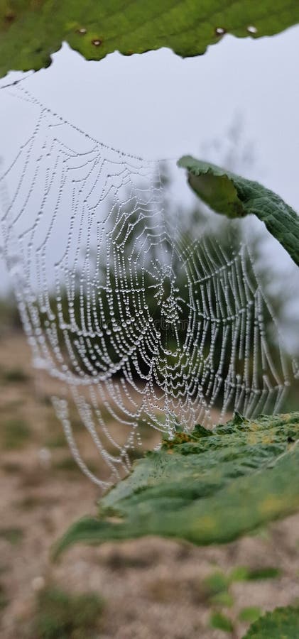 Cobweb with Morning Dew between Branches of a Tree Stock Photo - Image ...