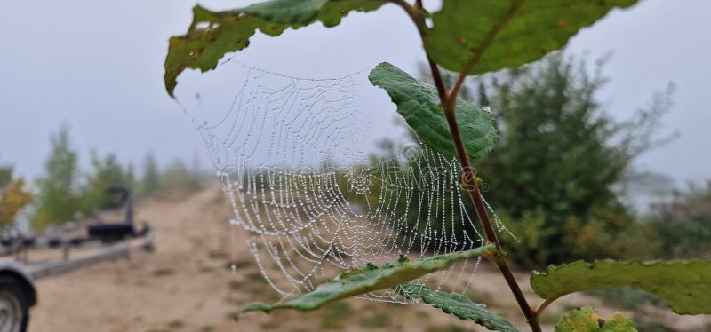 Do Spiders Eat Male Stock Photos - Free & Royalty-Free Stock Photos ...
