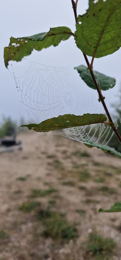 Cobweb with Morning Dew between Branches of a Tree Stock Image - Image ...