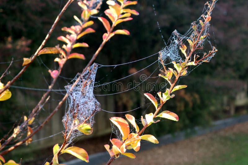 Patterns of Spider Web with Dew Drops Shining on Its Silken Threads ...